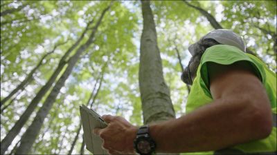 Expert Tree Diagnosis for Healthier, Thriving Trees